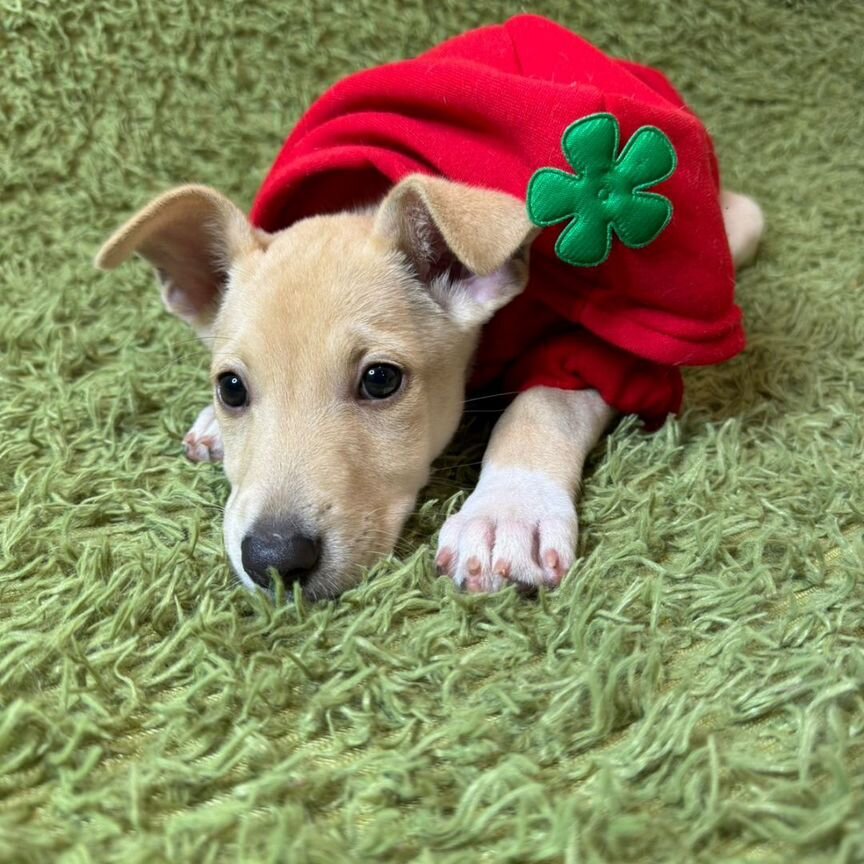 Щенок в добрые руки