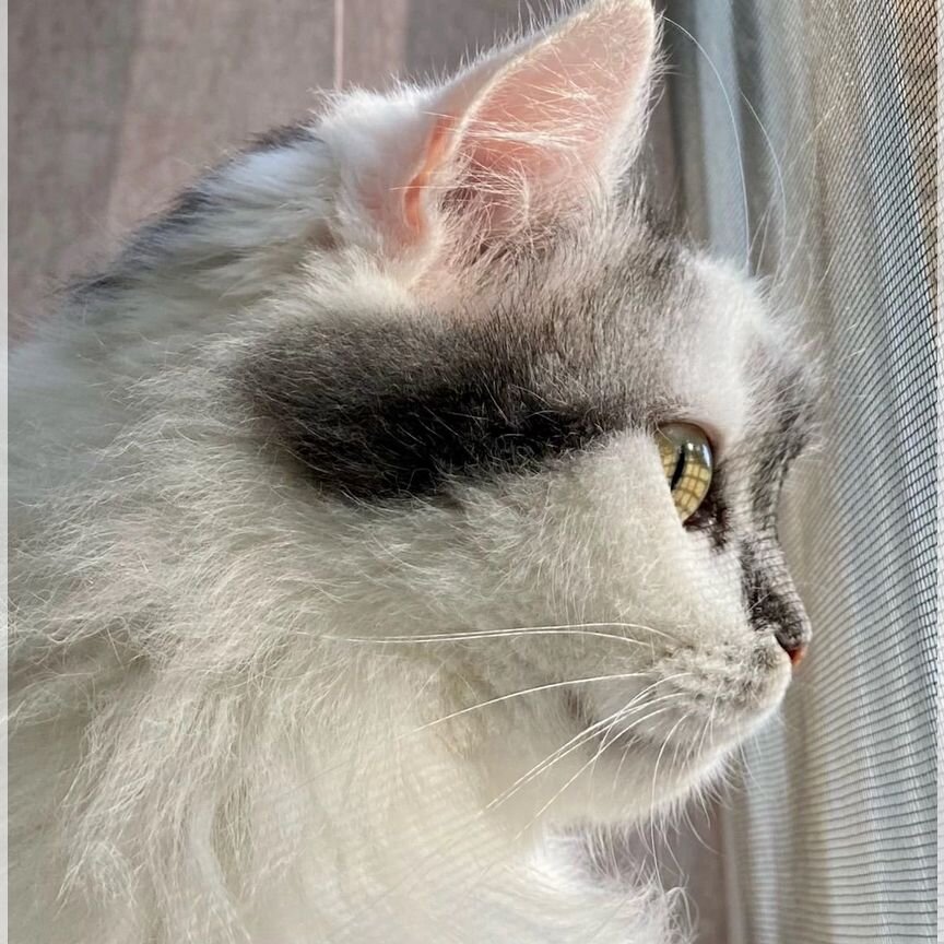 Отдам бесплатно котика