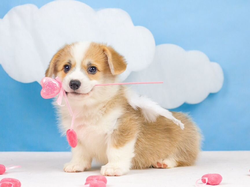 Вельш Корги Пемброк лучшие из лучших