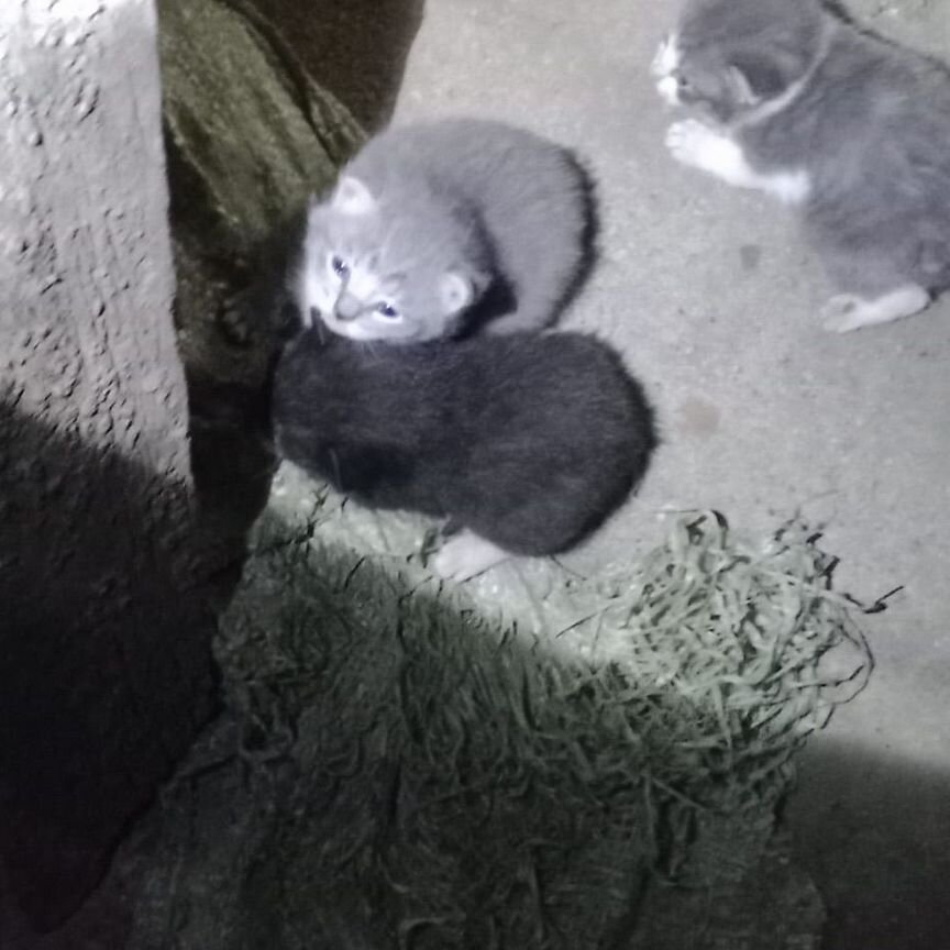 Кошке с котятами нужна помощь
