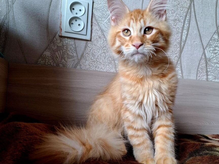Котик Мейн-кун с документами