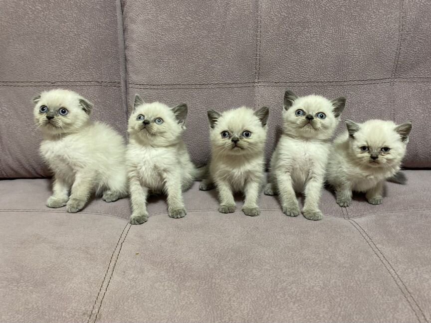 Шотландские котята