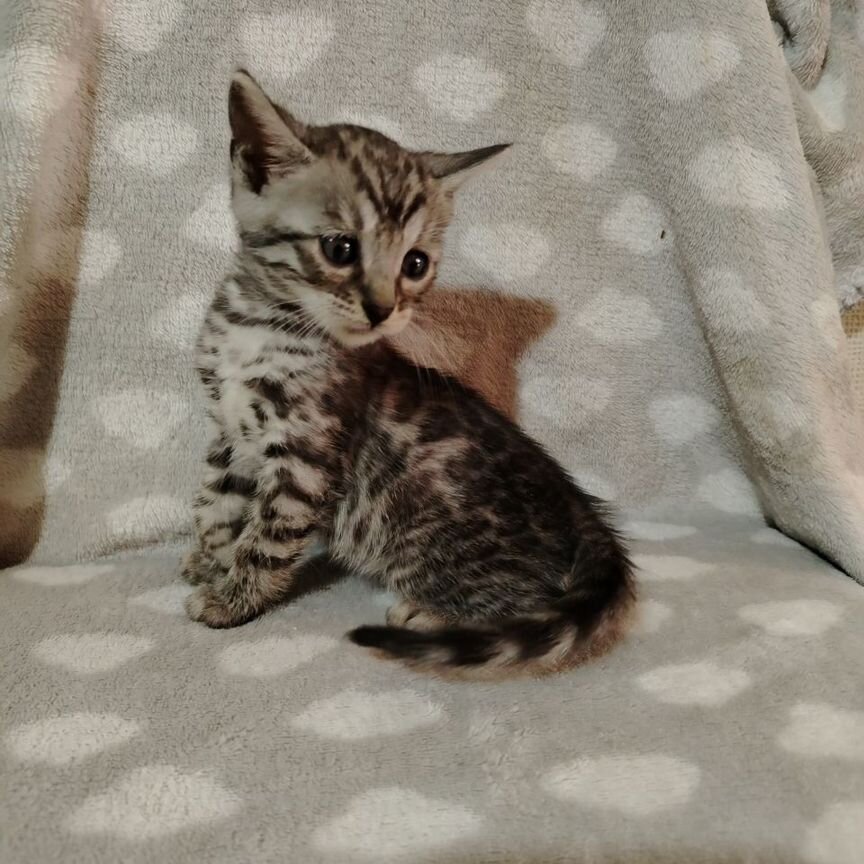 Бенгальские котята серебро