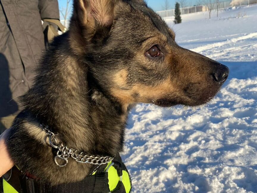 Молодой пёс ищет самых лучших мампап