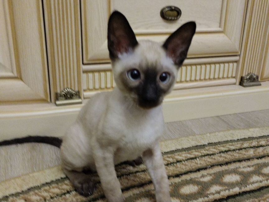 Котята Корниш-рекс