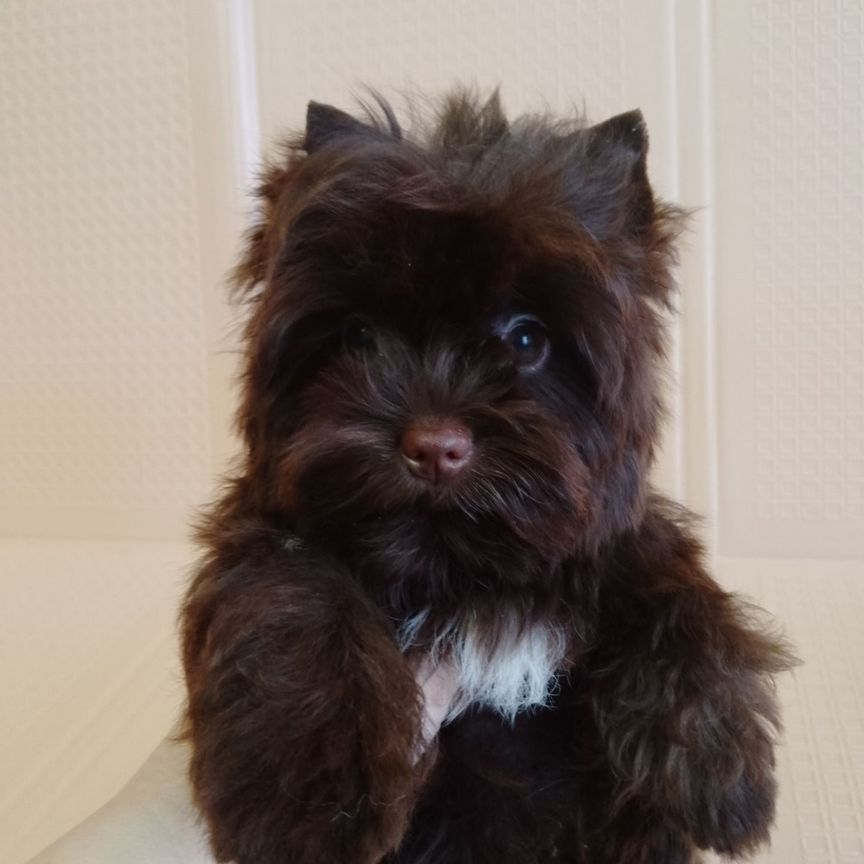 Шоколадная малышка