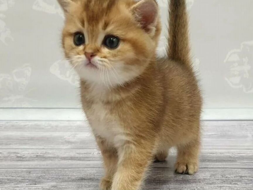 Шотландские золотушки скоттиш страйт