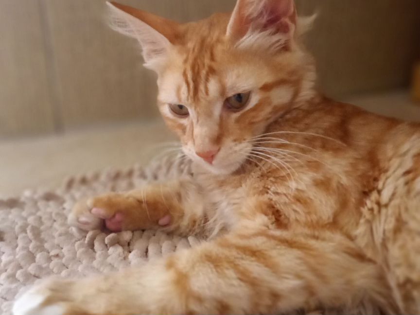 Котик метис мама сфинкс