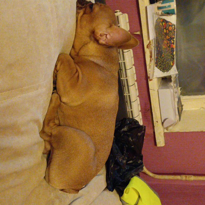 Французский бульдог щенки девочка