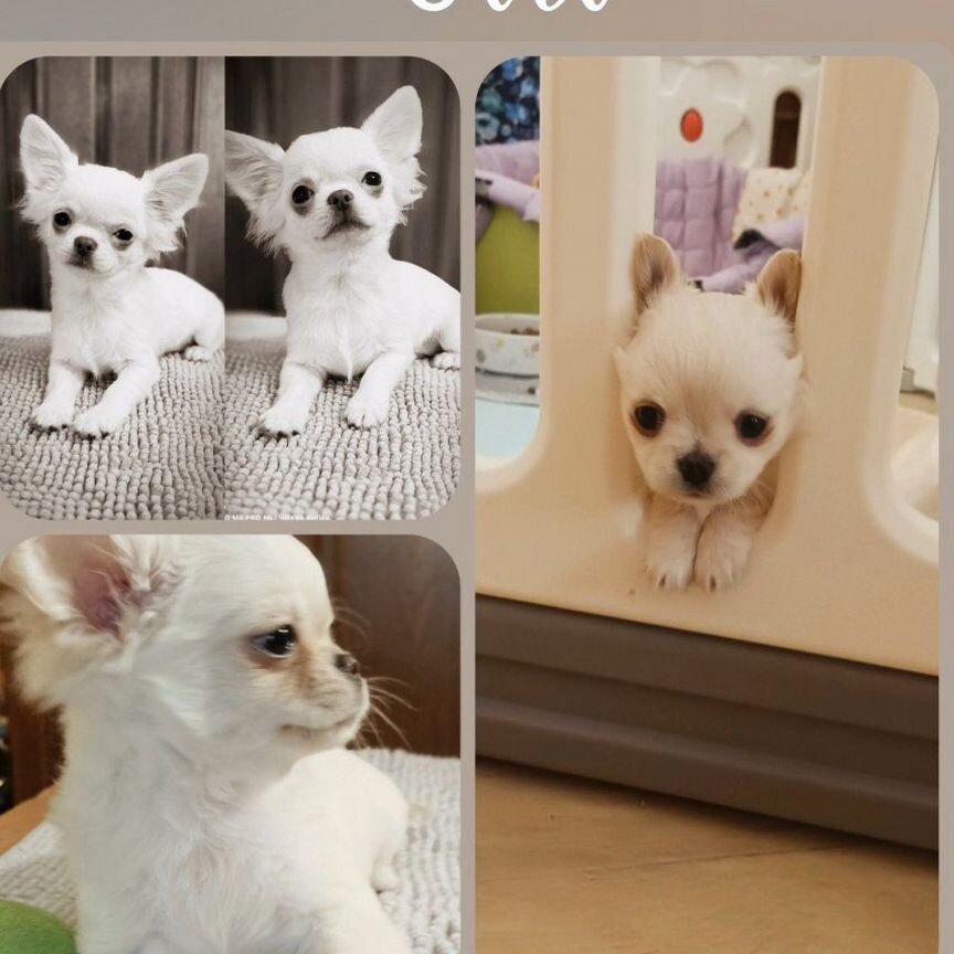 Щенки чихуахуа большой выбор окрасов