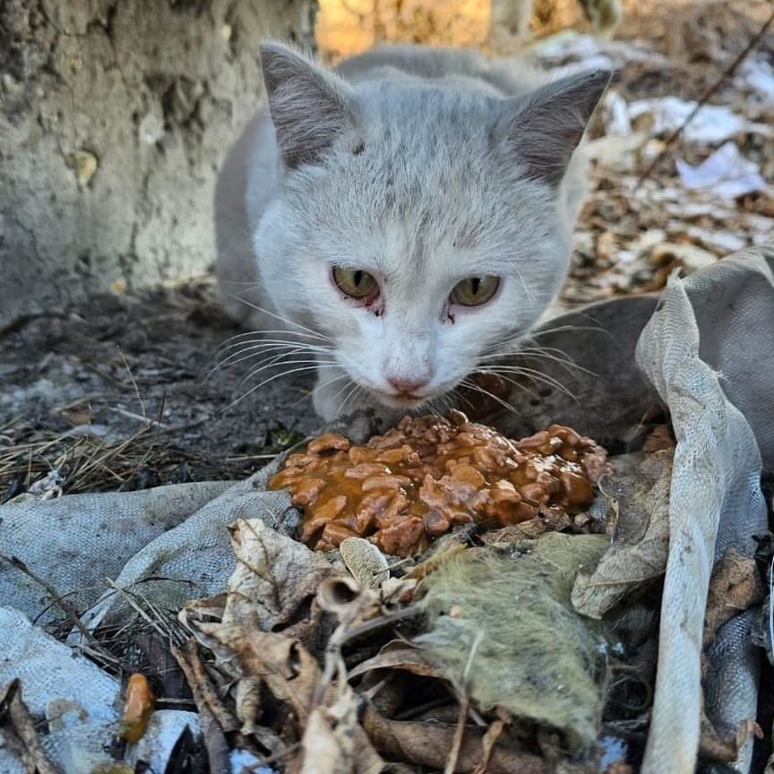 Домашний котик живёт на улице