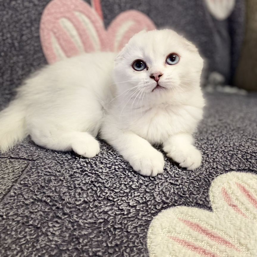 Scottish fold