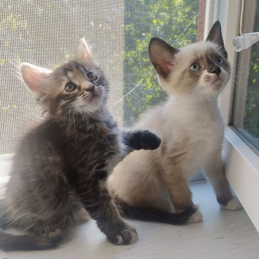 Прелесные котята