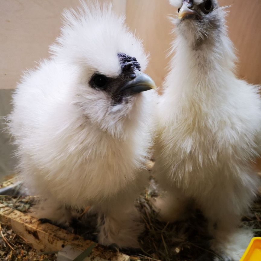 Китайские шелковые