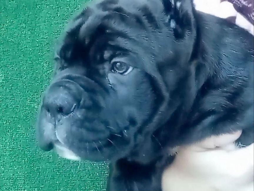 Щенок кане Корсо