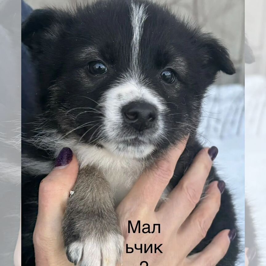 Щенок в добрые руки