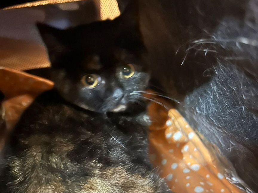 Котята в добрые руки бесплатно девочка