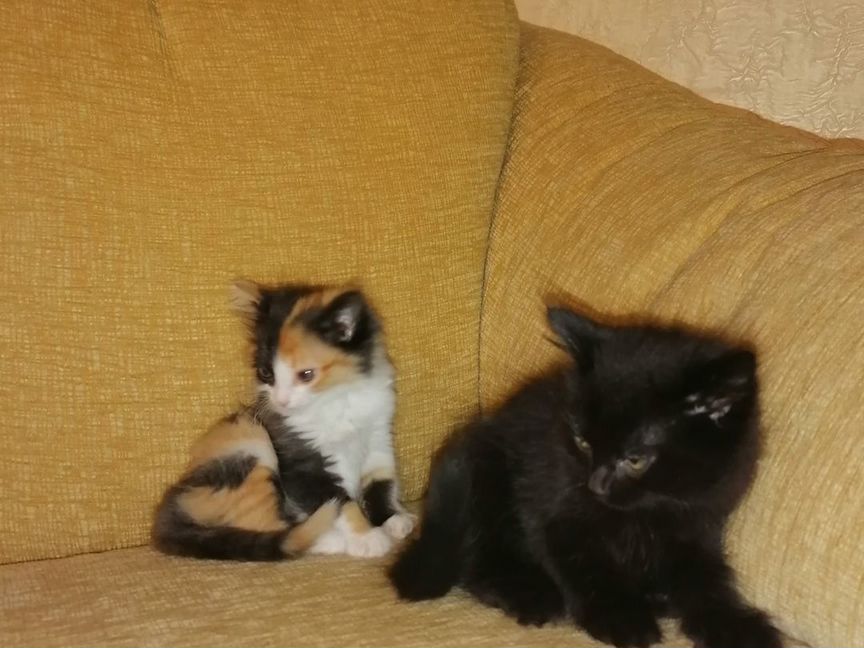 Очаровательные котята