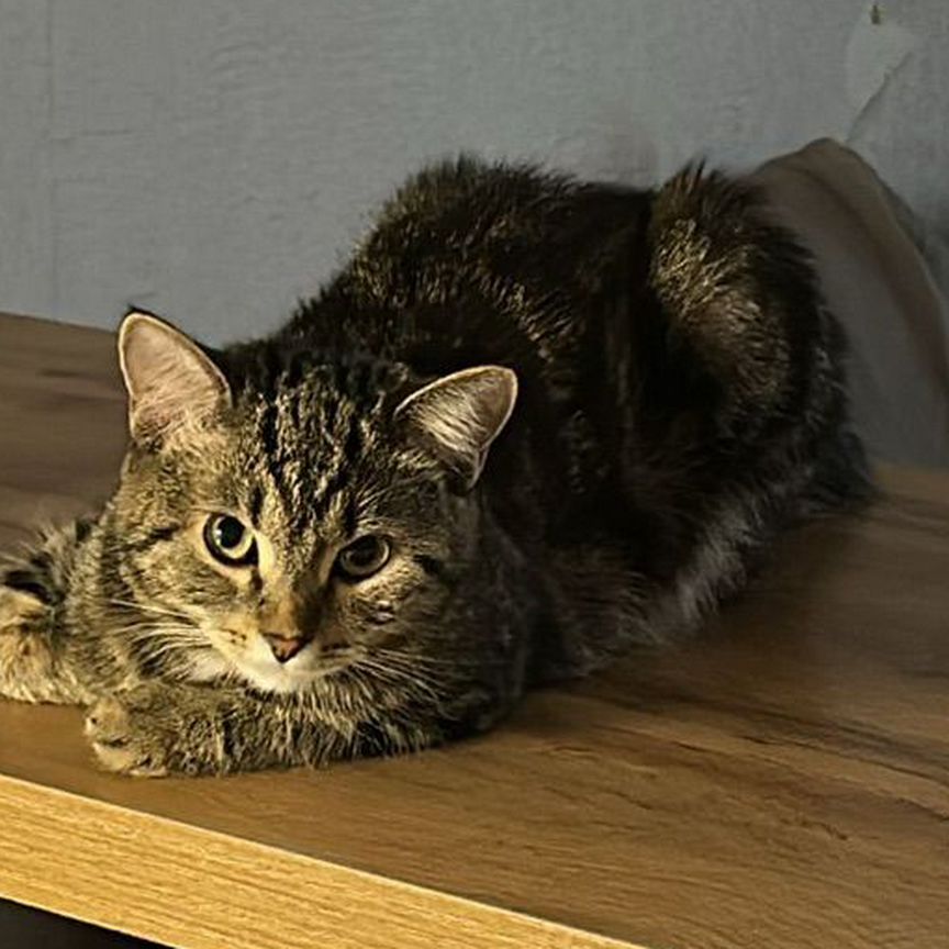 Отдам даром кошку