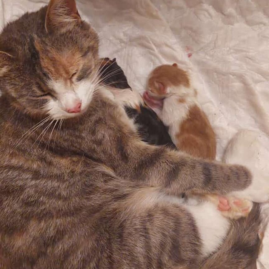 Котята в ответственные руки