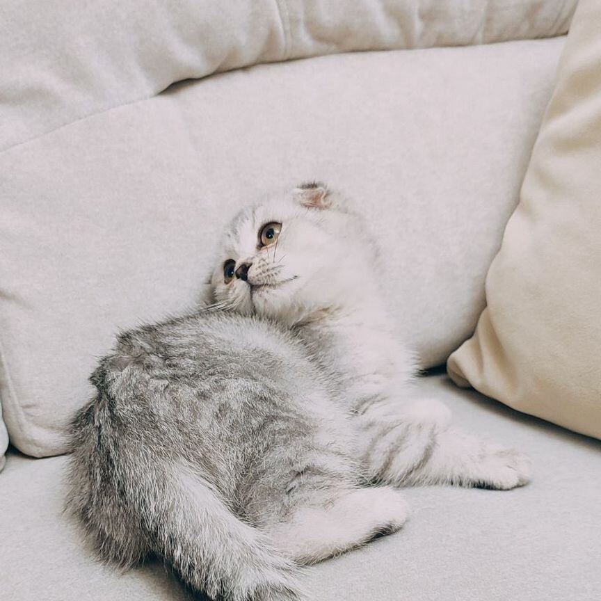 Шотландский вислоухий короткошёрстный котёнок