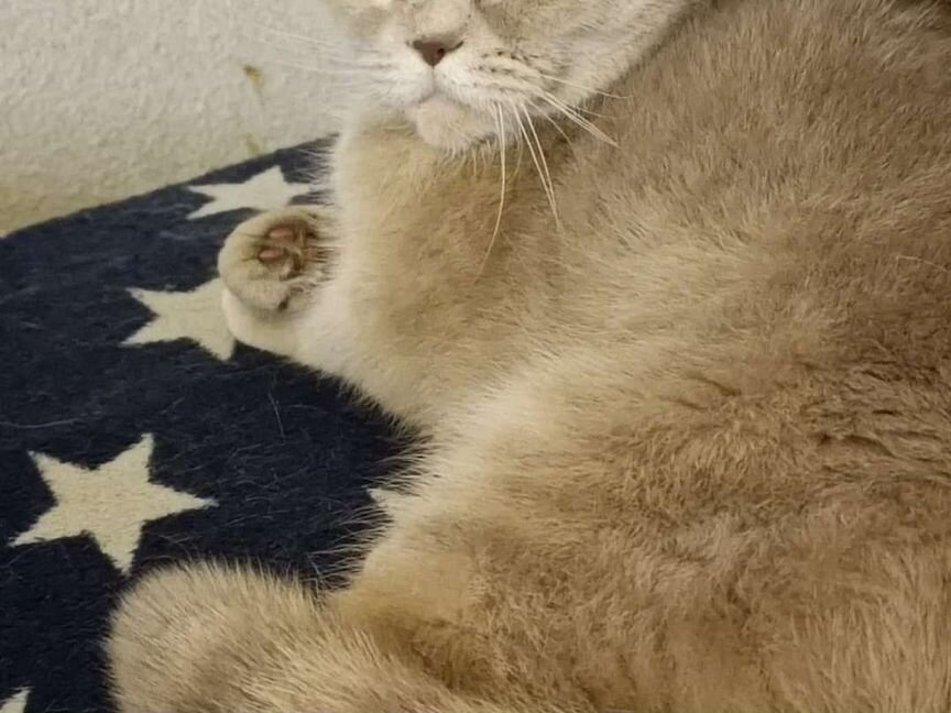 Кошки шотландцы