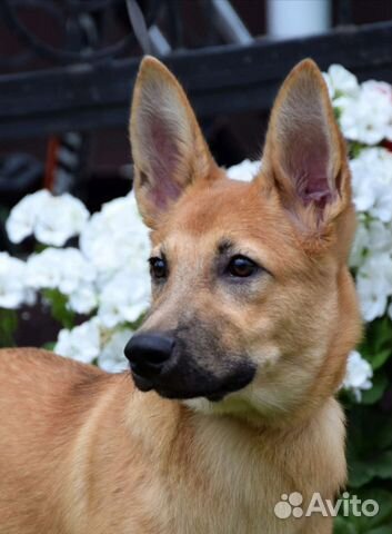 Щенок Лисана в семью