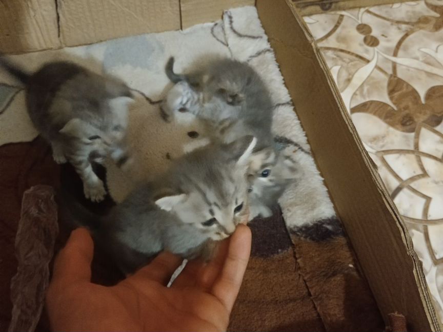 Котята в добрые руки 1000 р. за плачу за каждый