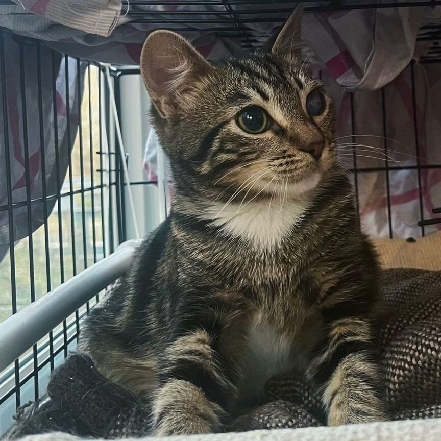 Котёнок Серый особенный