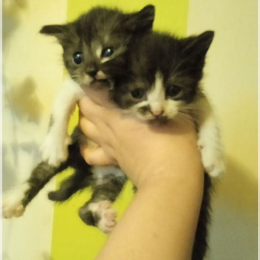 Профессиональные борцы с грызунами