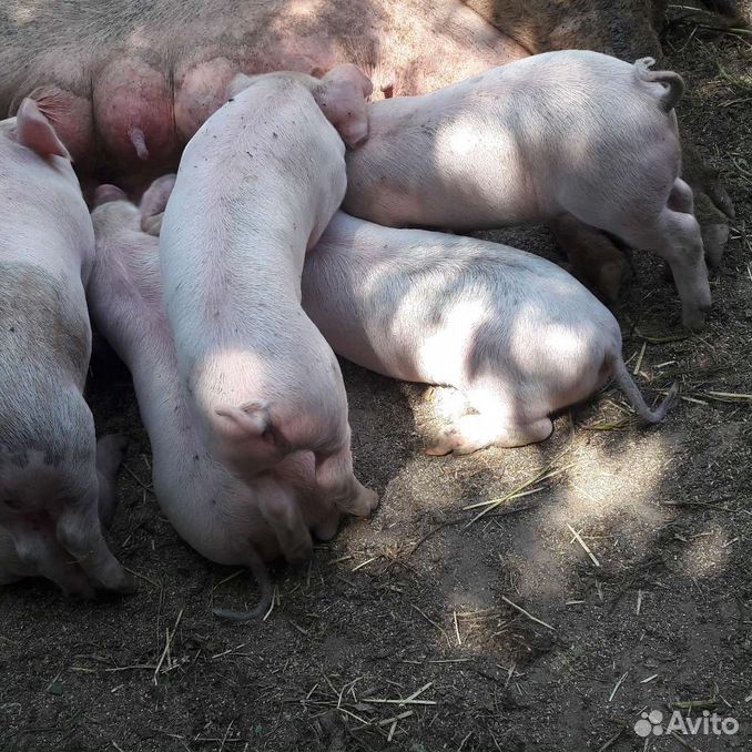 Поросенок ландрас