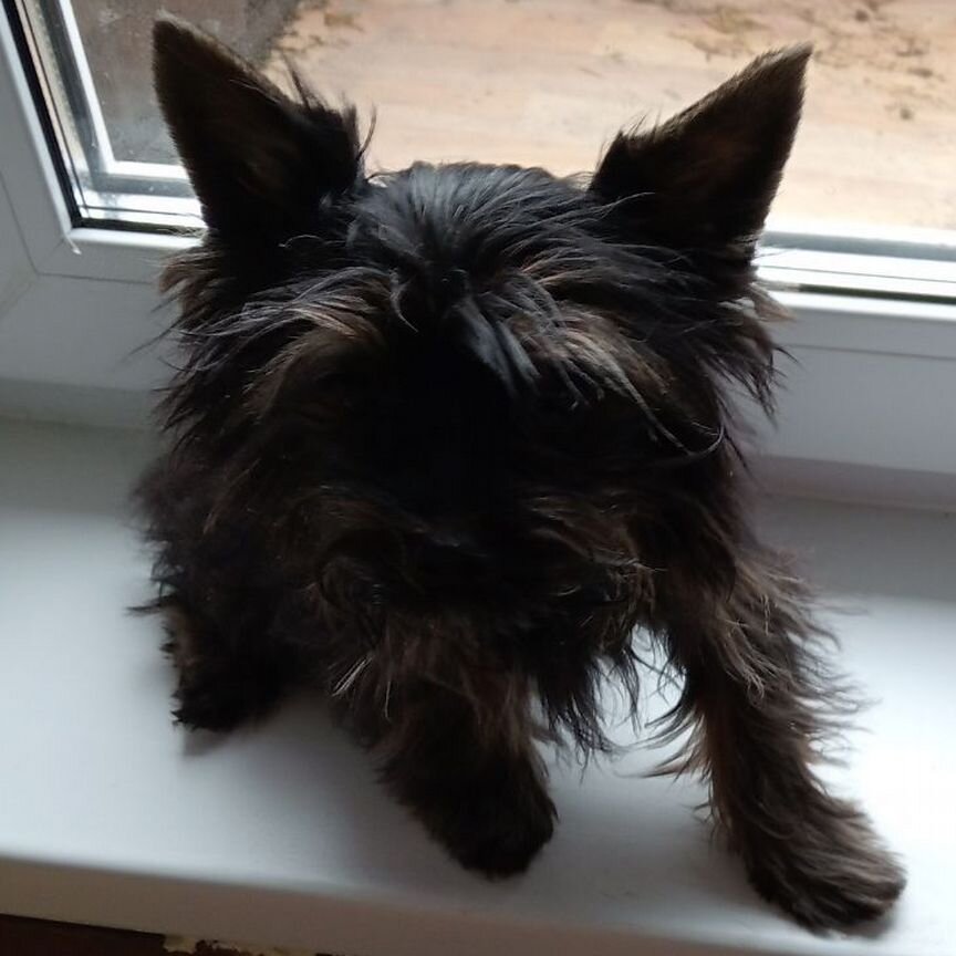 Йоркширский терьер, щенок