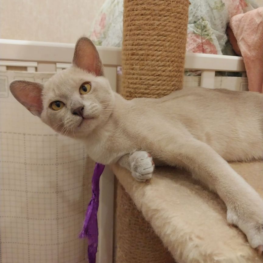 Бурманские котята