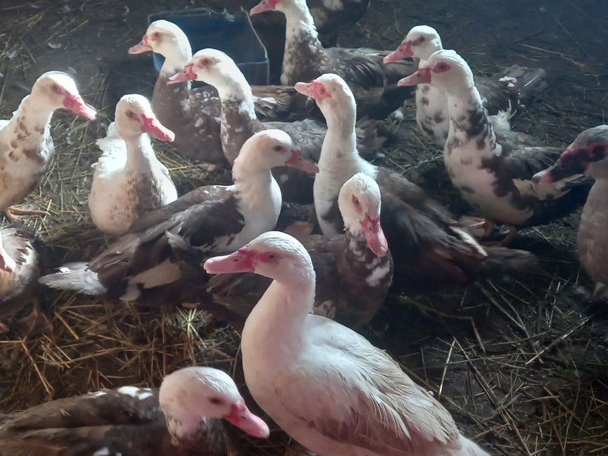 Мускусные утки