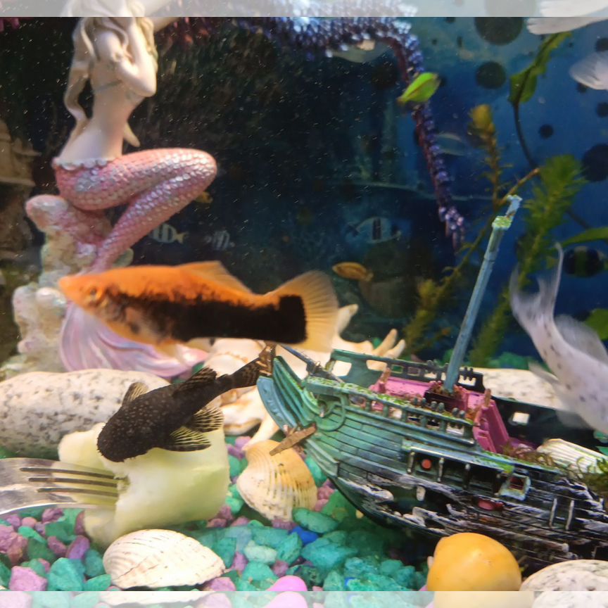 Аквариумные рыбки