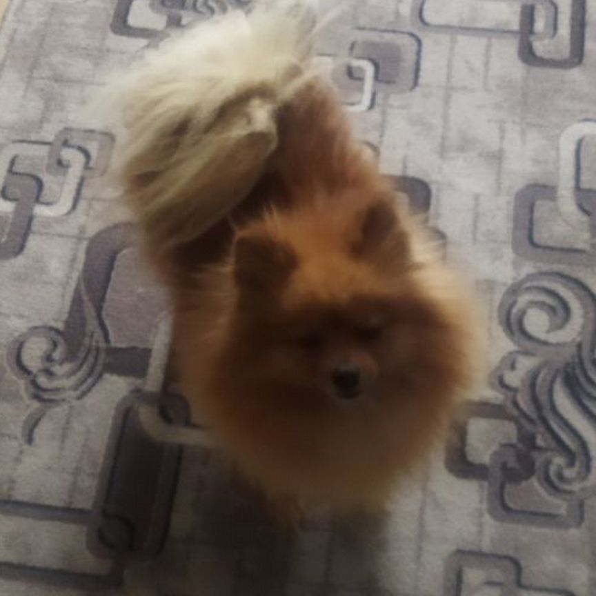 Немецкий шпиц, взрослая собака