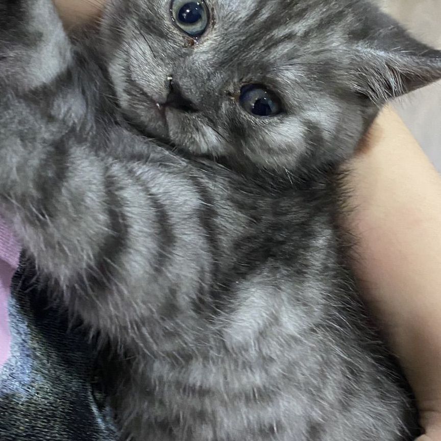 Шотландская коттиш фолд