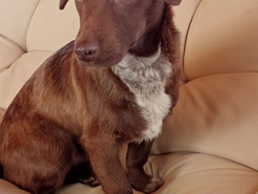 Маленькая собака бесплатно