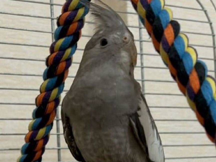 Корелла безщекая