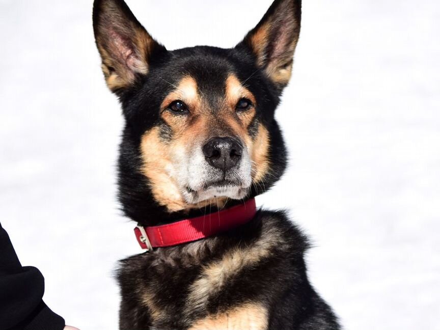 Умный пёс в добрые руки