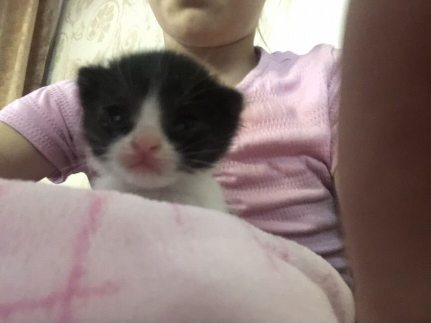 Котёнок