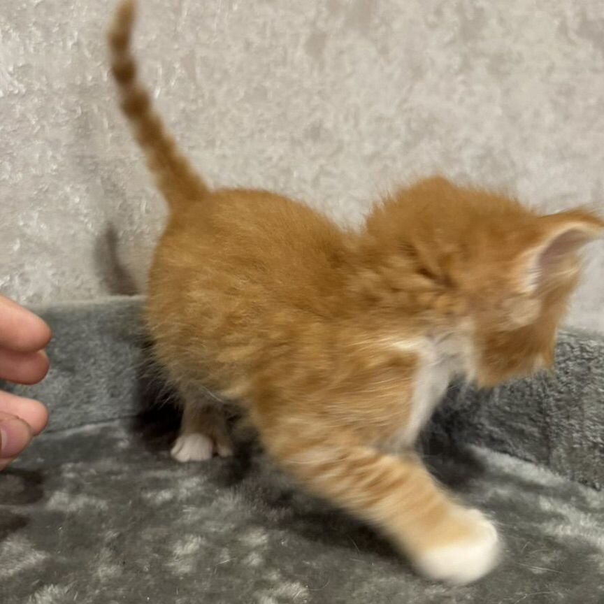 Отдам котят