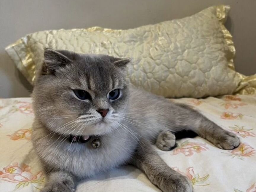 Кошка для вязки