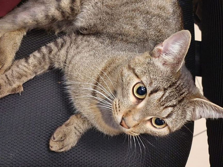 Выпавший из окна котик