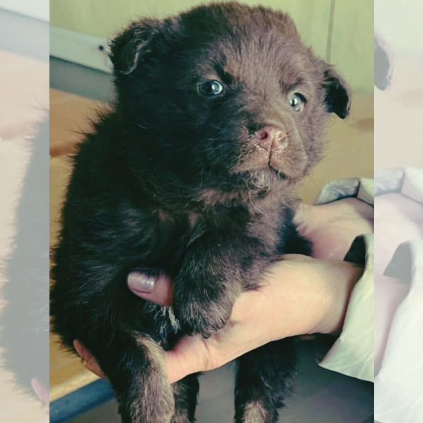 Щенки в добрые руки