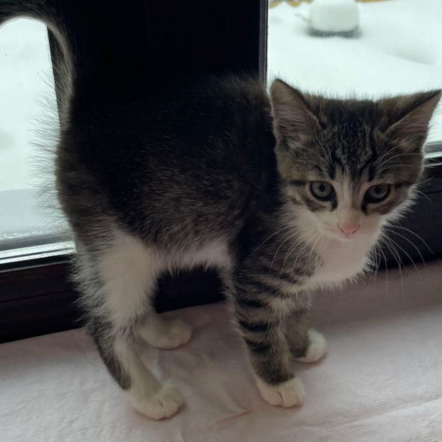 Котята, подброшенные в магазин ищут дом