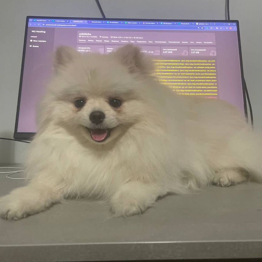 Померанский шпиц, щенок