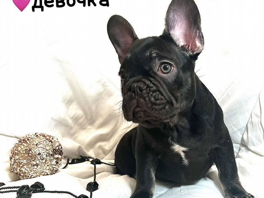Французский бульдог, кукольная девочка