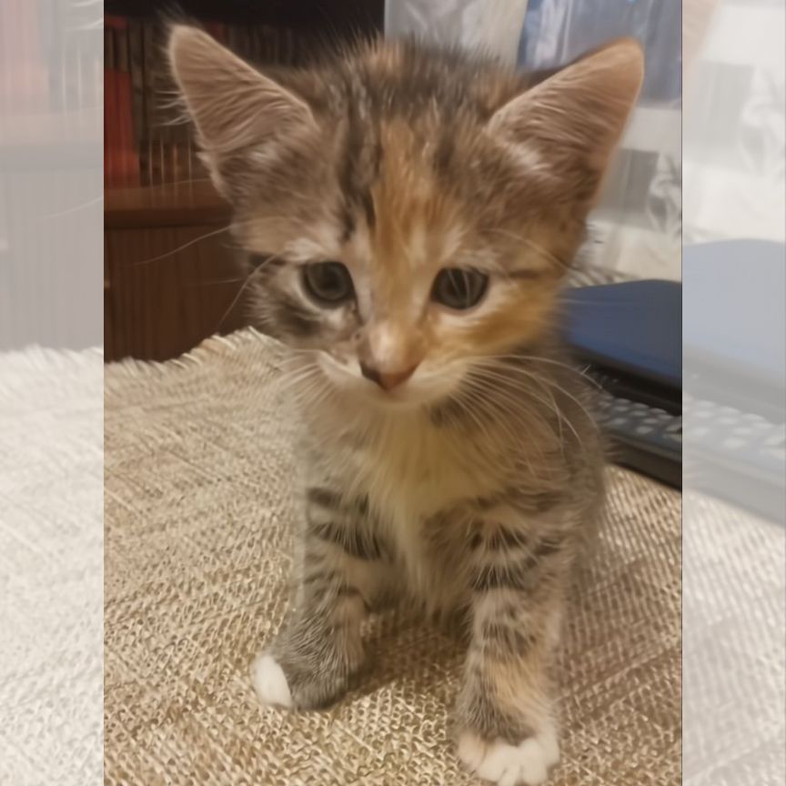 Котёнок в добрые руки