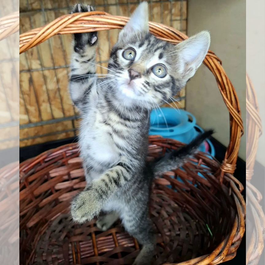 Котёнок в добрые руки